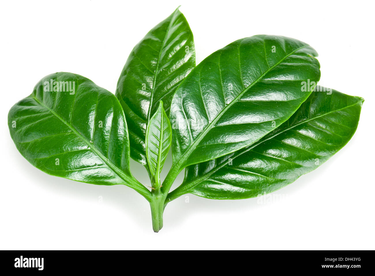 Green coffee leaves isolated on a white background Stock Photo - Alamy