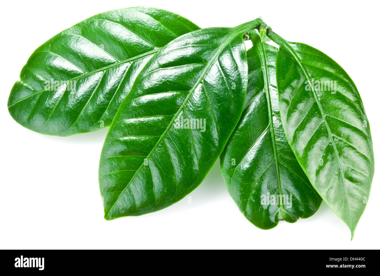 Green coffee leaves isolated on a white background Stock Photo - Alamy