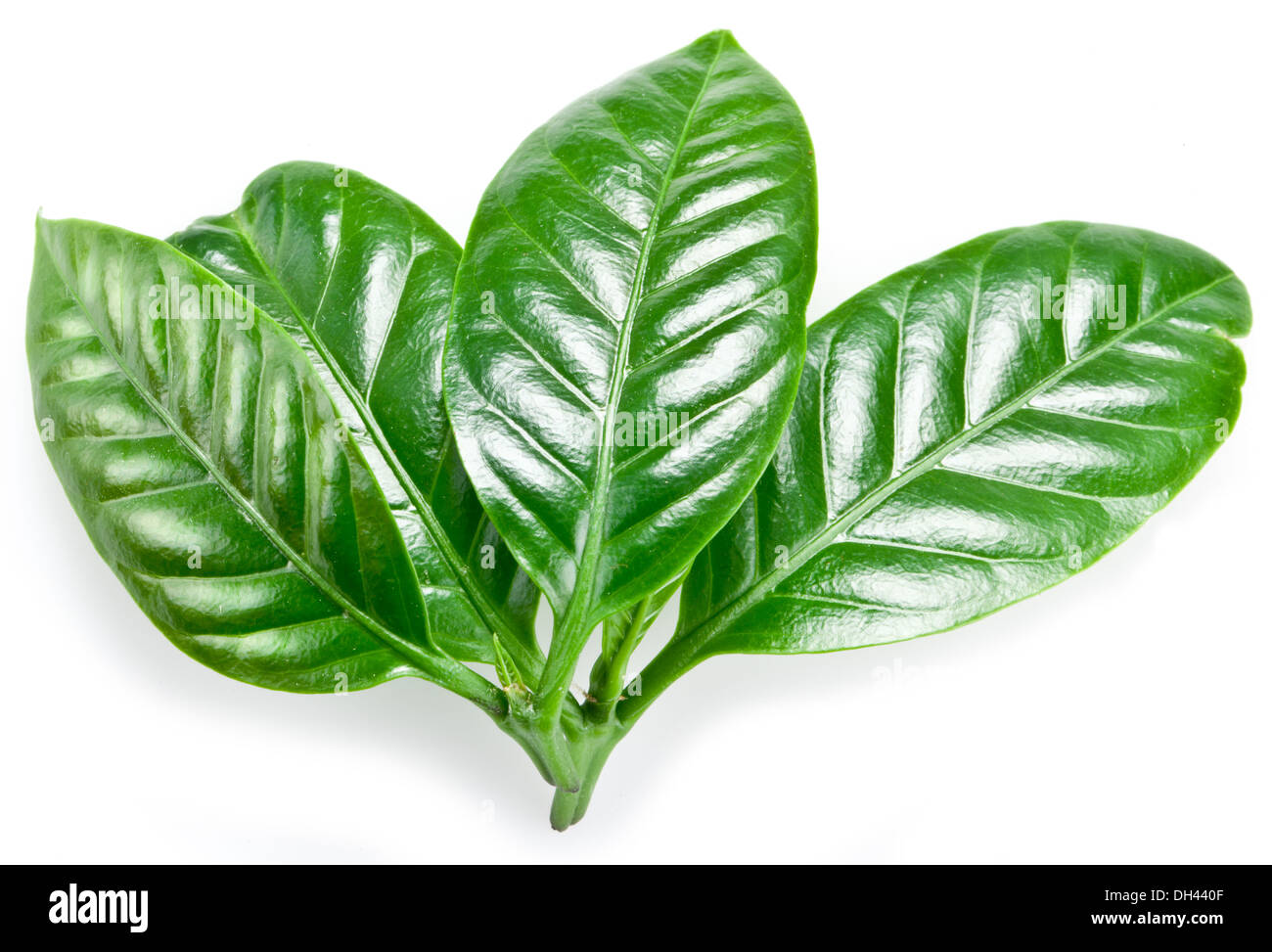 Coffee leaves hi-res stock photography and images - Alamy