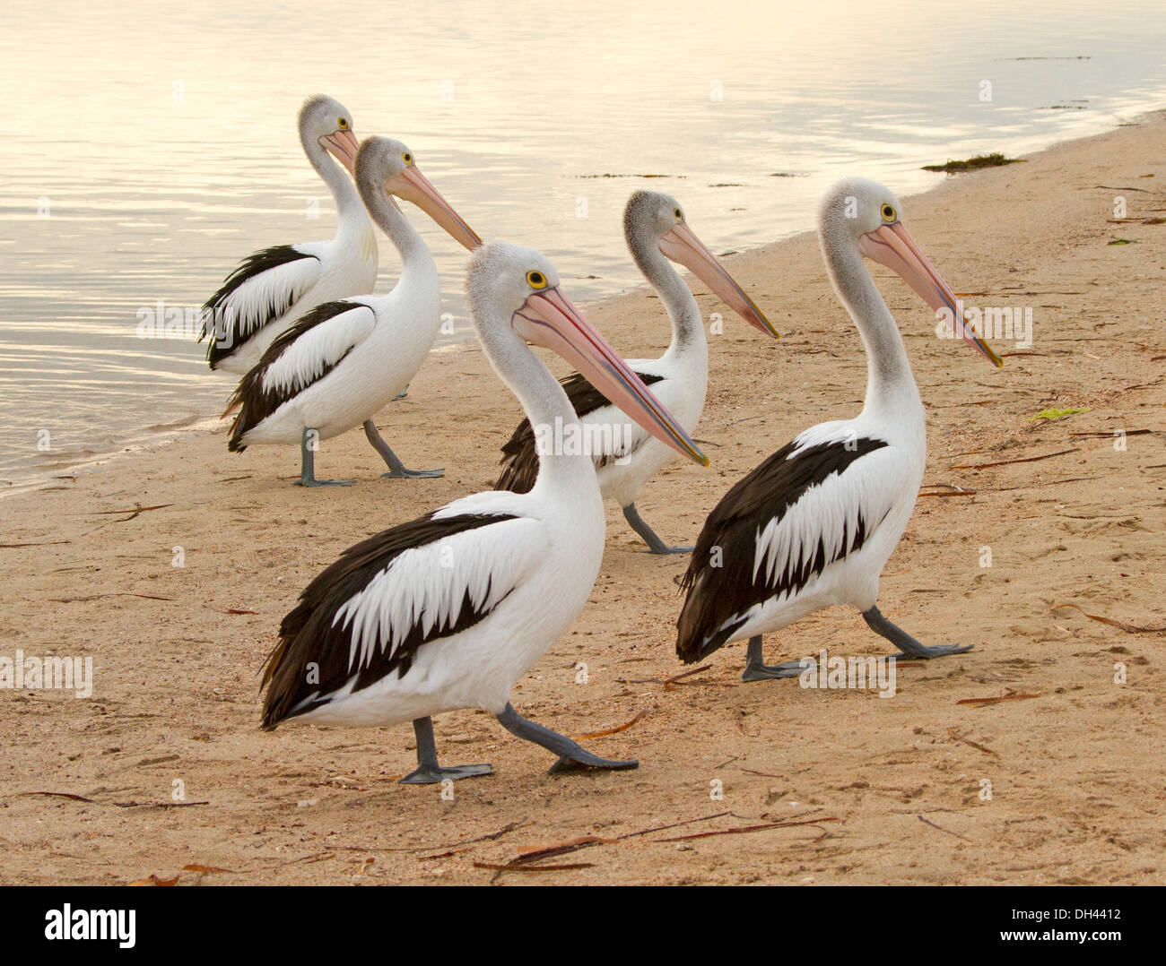 Group of five of Australian pelicans in similar poses & walking in step ...