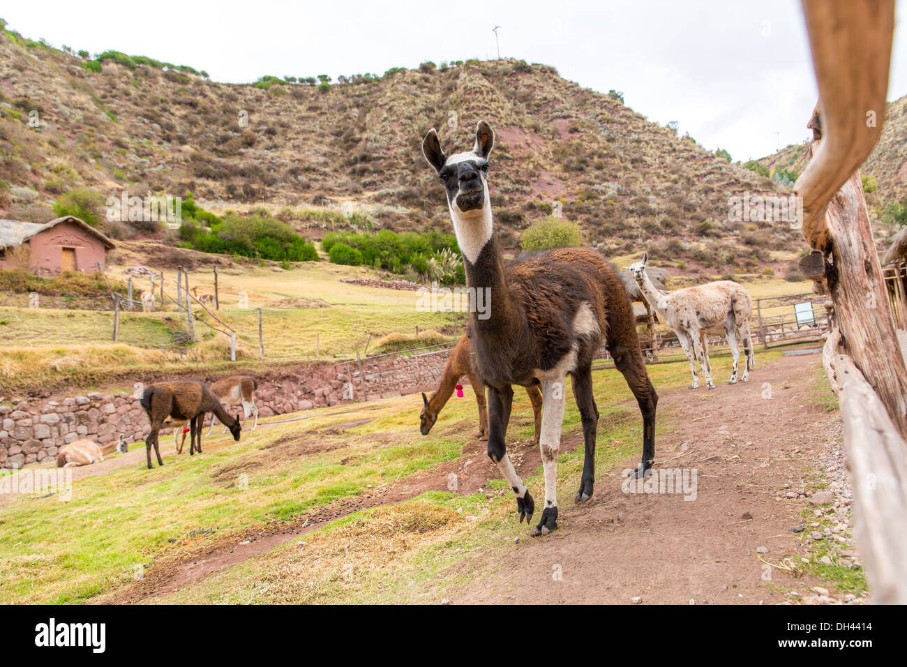 Peruvian Llama. Farm of llama,alpaca,Vicuna in Peru,South America ...