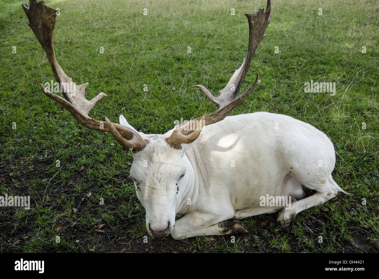 Weisse Damhirsche im Schloss Höhenried bei Bernried am Starnberger See ...