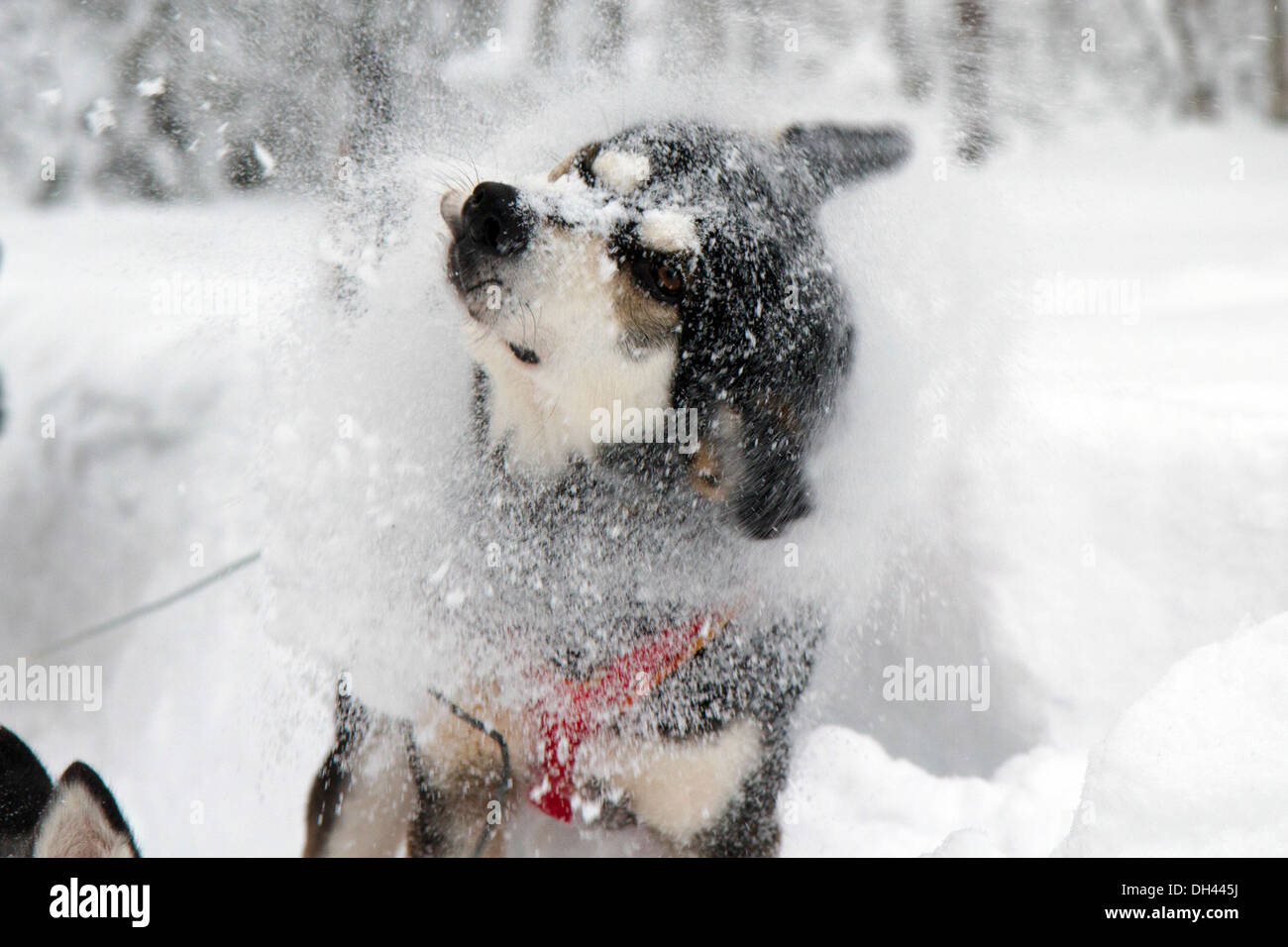 A team of Husky dogs pull a sledge Stock Photo - Alamy