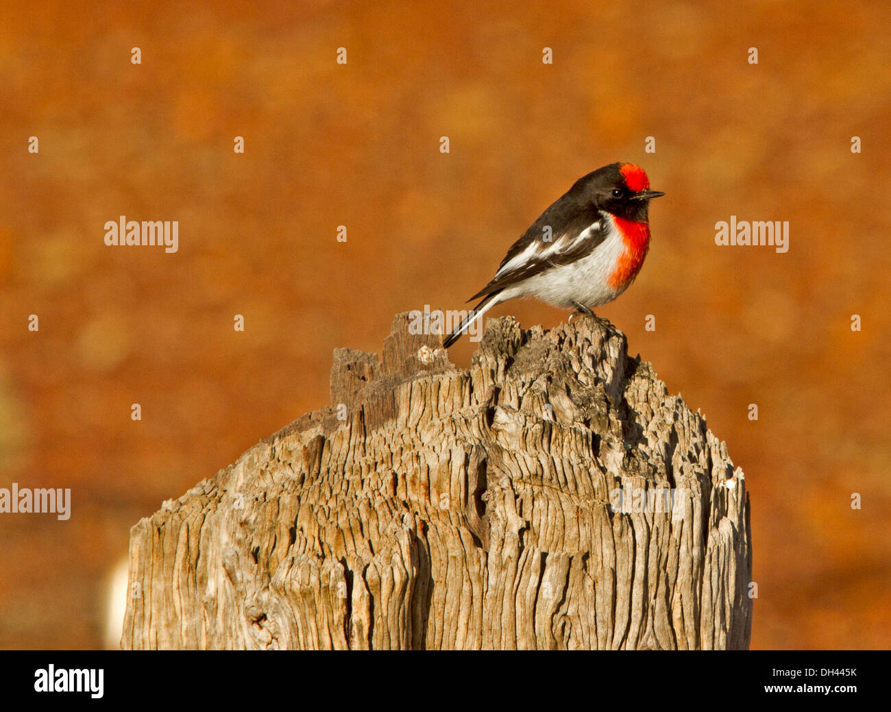 Red-capped robin, Petroica goodenovii, on eroded wooden stump against ...