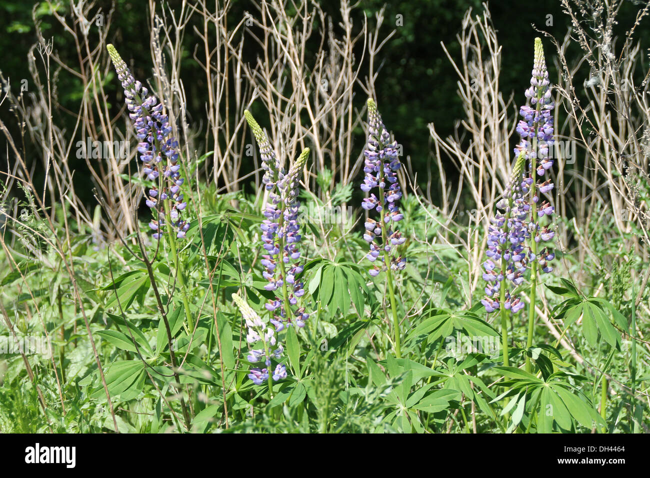 Lupinie hi-res stock photography and images - Alamy