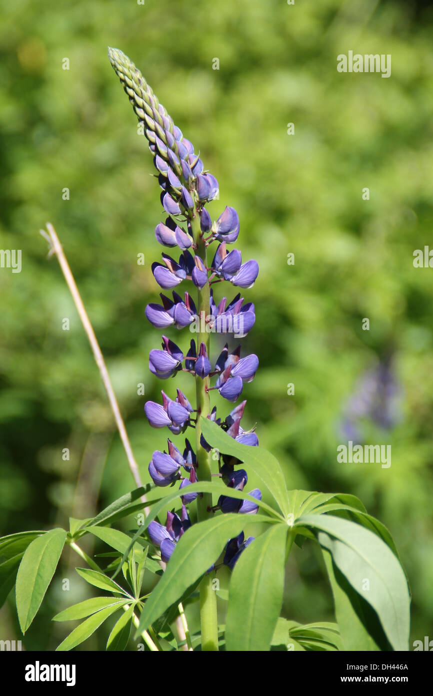 Lupine shrub hi-res stock photography and images - Alamy