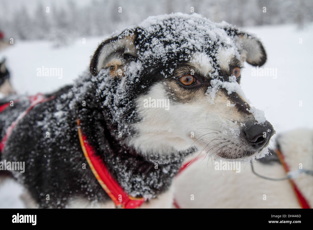 A team of Husky dogs pull a sledge Stock Photo - Alamy