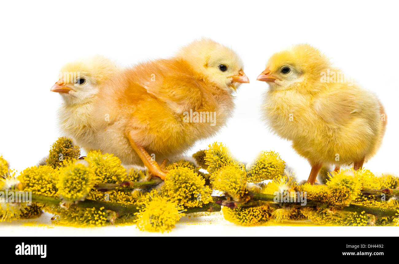 spring chickens and spring branch Stock Photo - Alamy
