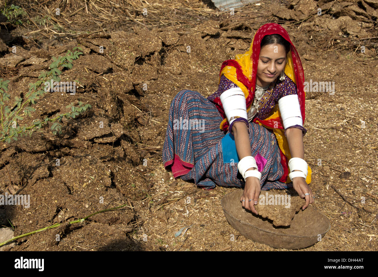 Indian Rajasthani village woman gathering cow dung cakes to be used as ...