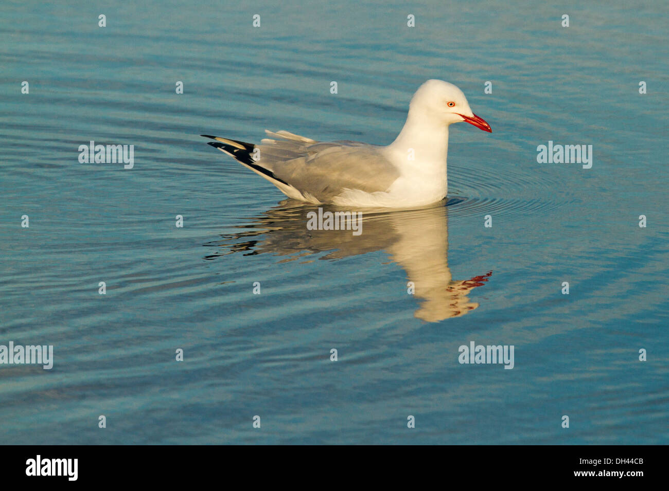 Australian seagulls hi-res stock photography and images - Alamy