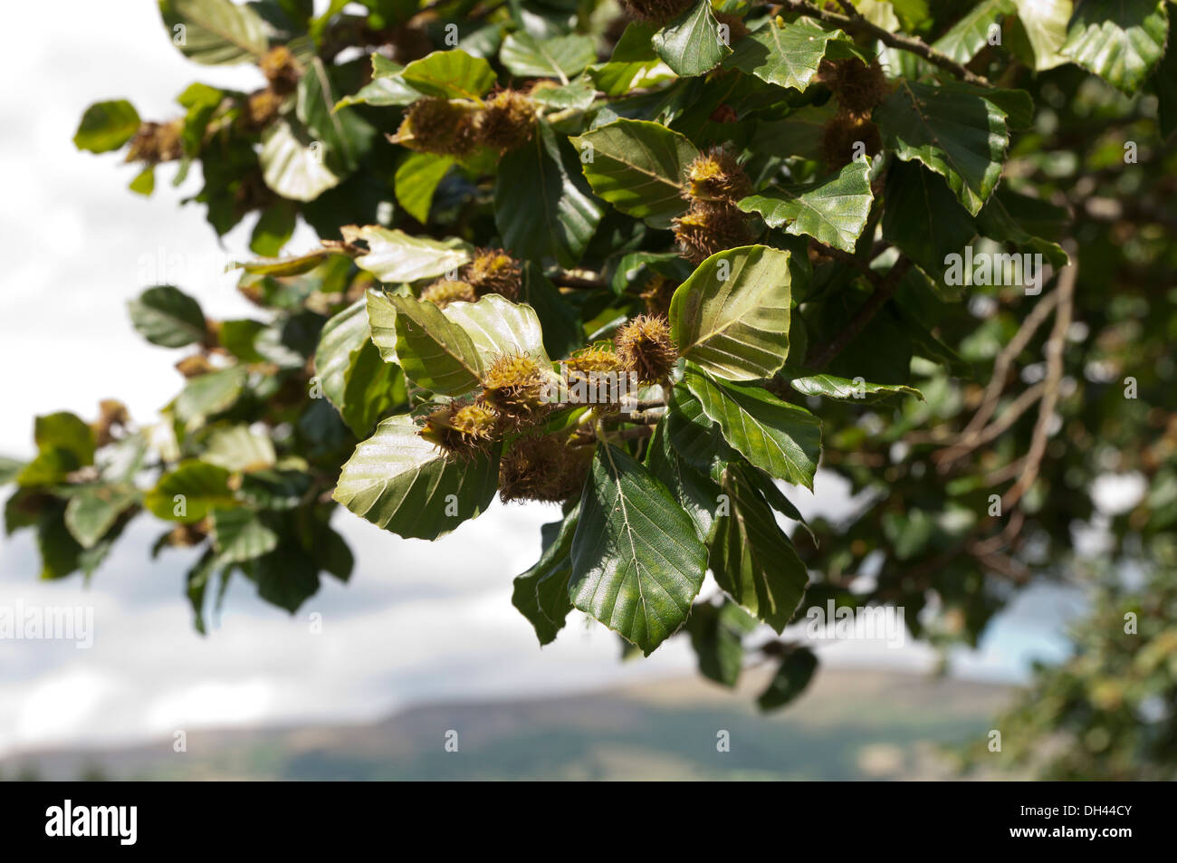 Beech Tree Fruit