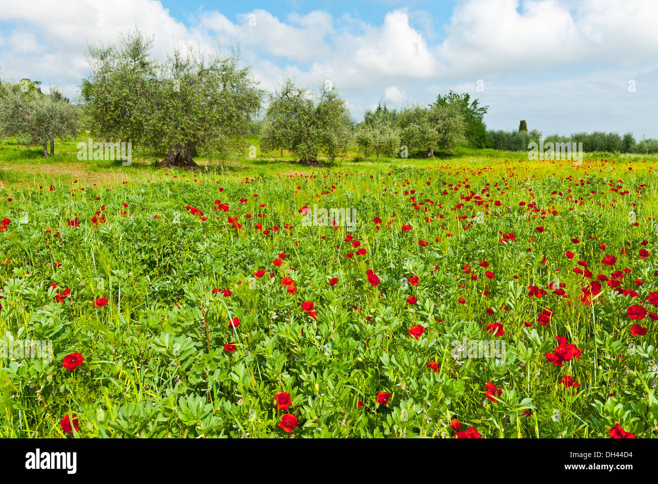 Poppy plantation hi-res stock photography and images - Alamy