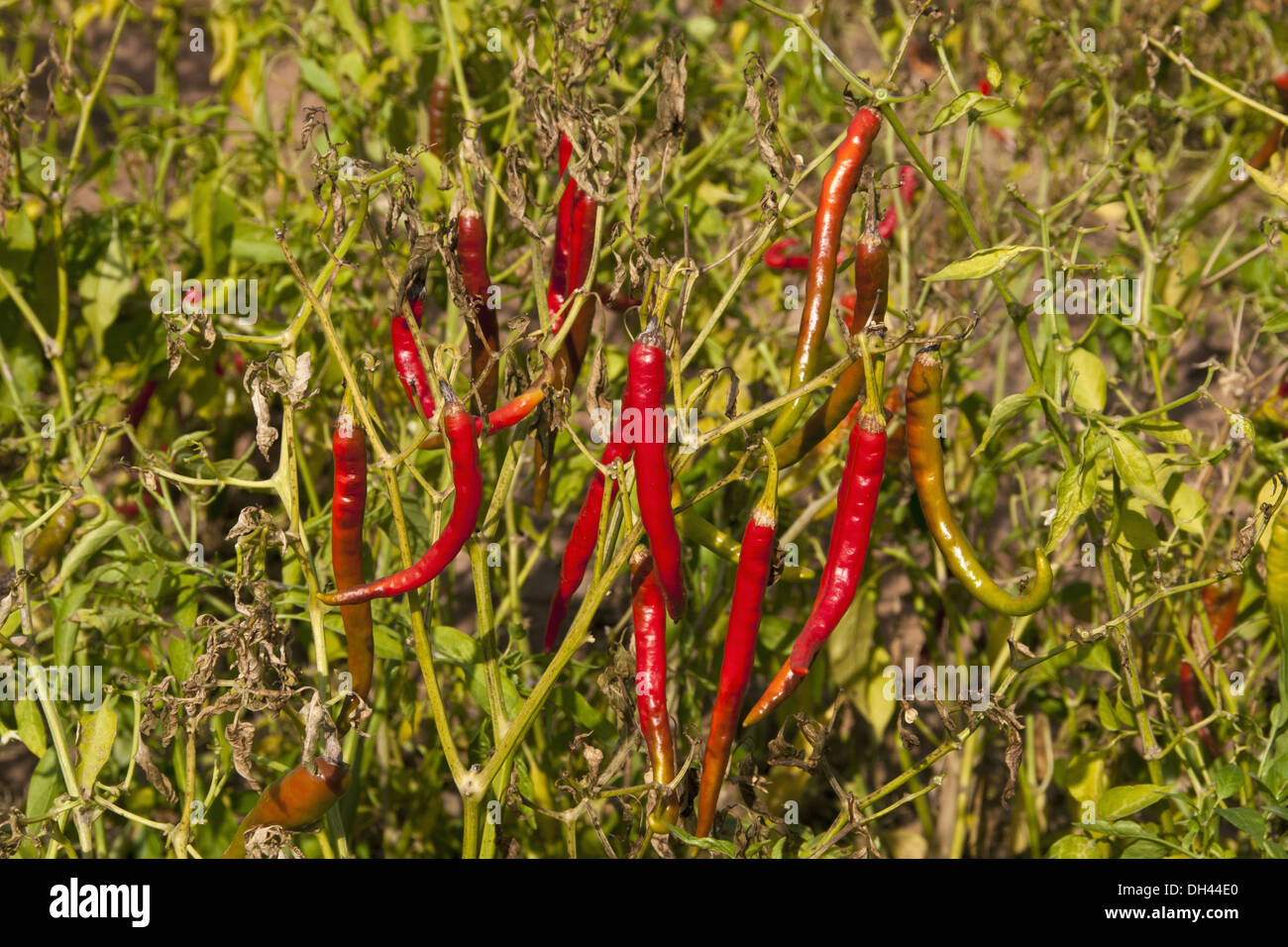 Red Chilli Tree Stock Photos & Red Chilli Tree Stock Images - Alamy