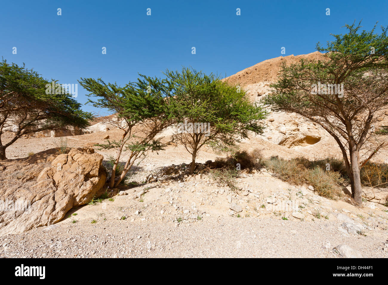 Spring desert hi-res stock photography and images - Alamy
