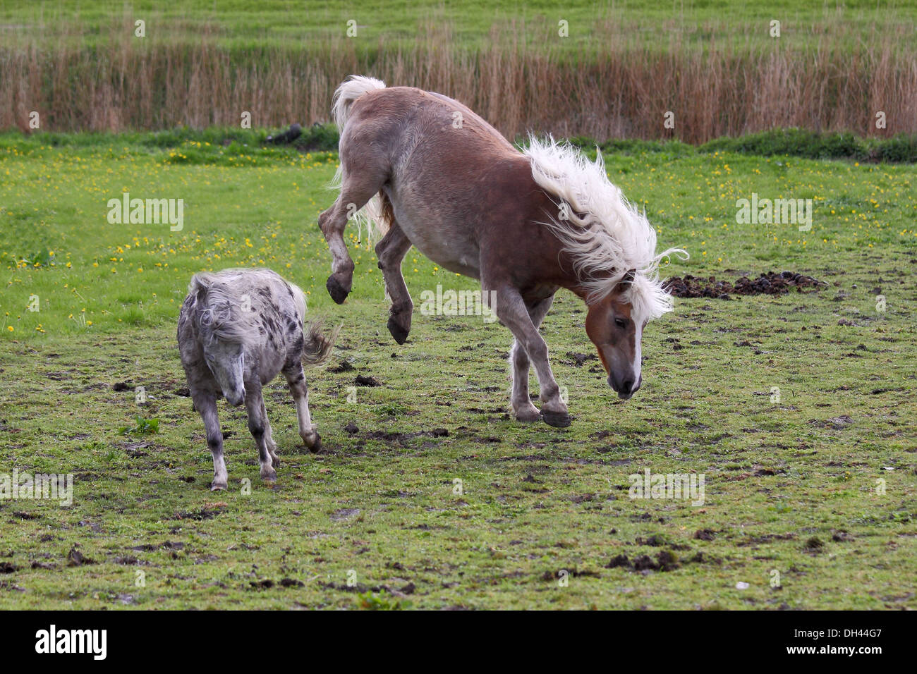 Bucking pony hi-res stock photography and images - Alamy
