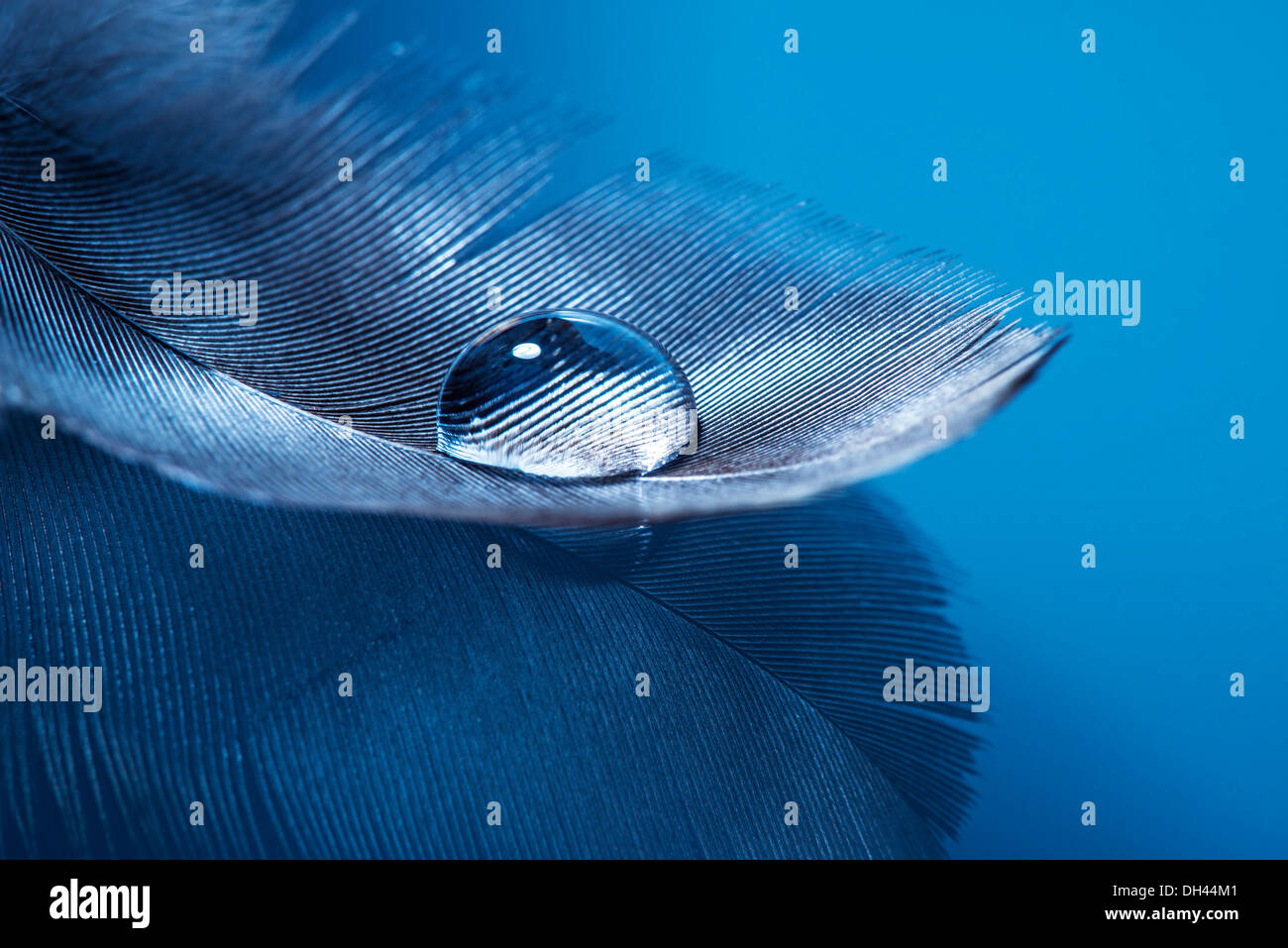 blue feather with a rain drop Stock Photo - Alamy