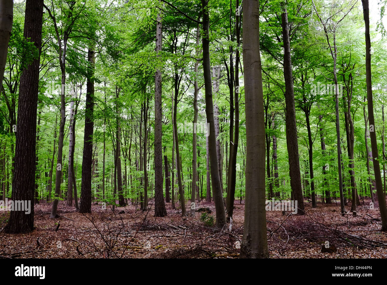 Stand of beech (Fagus silvatica) in Thetford Forest Stock Photo - Alamy