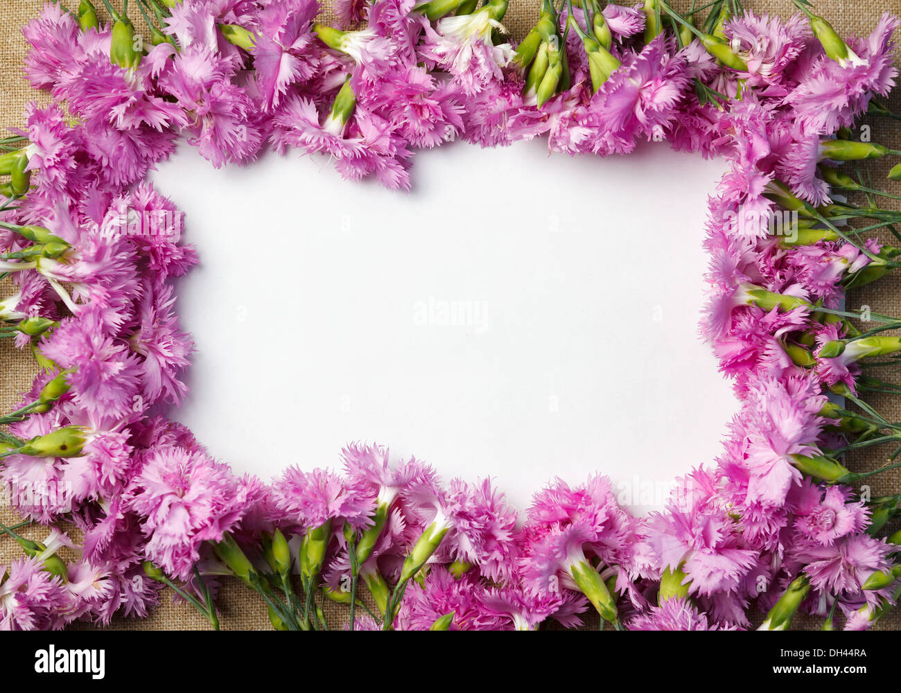 Border carnations hi-res stock photography and images - Alamy