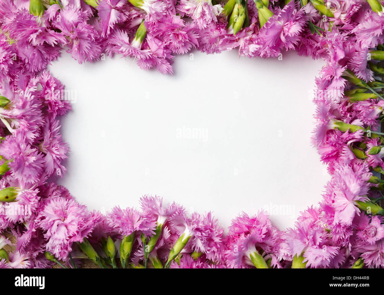 Border carnations hi-res stock photography and images - Alamy