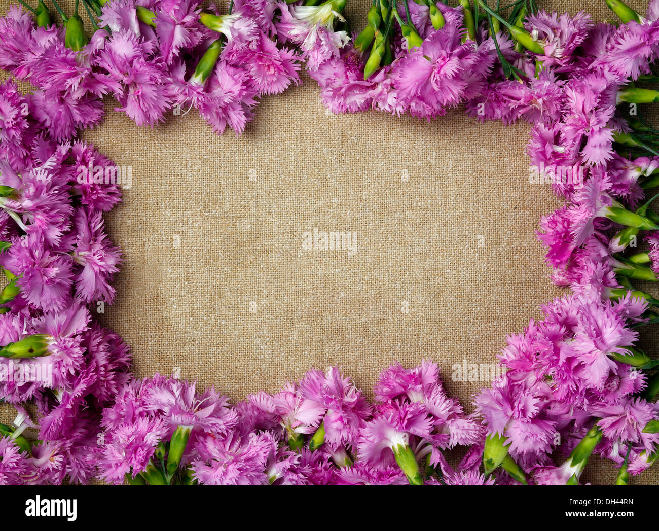 Border carnations hi-res stock photography and images - Alamy
