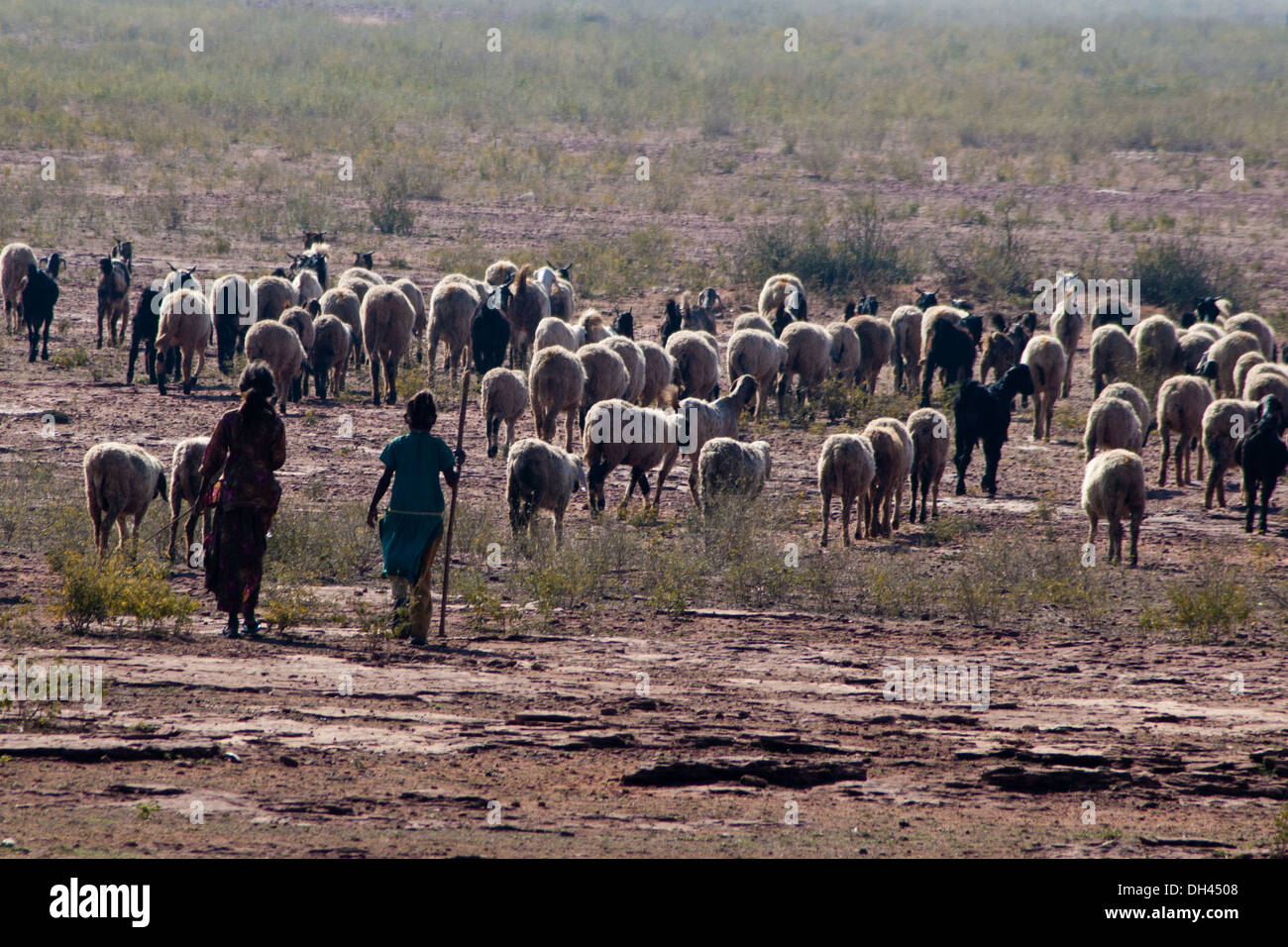 Indian shepherd hi-res stock photography and images - Alamy