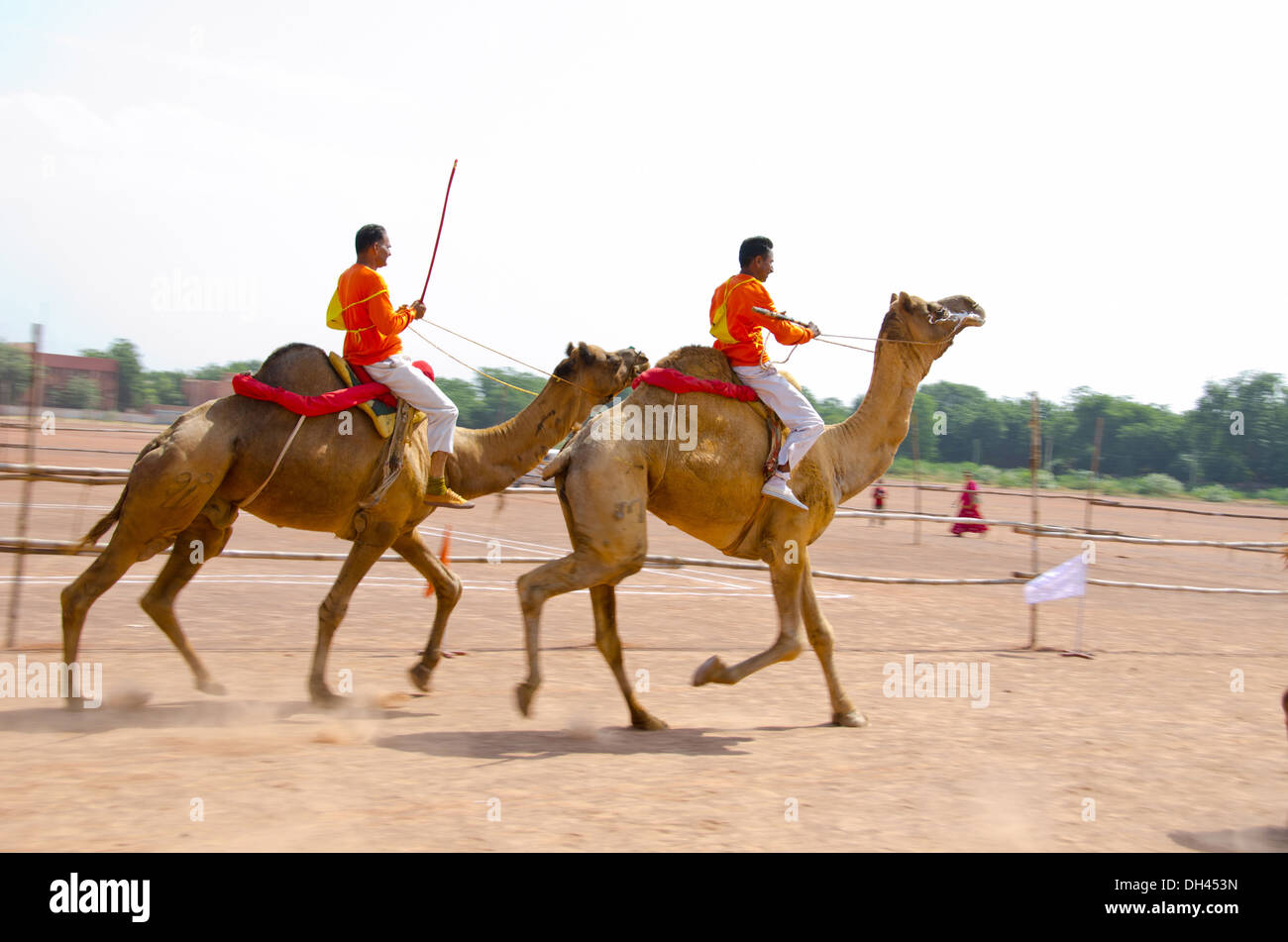 Camels racing camel racing festival hi-res stock photography and images ...