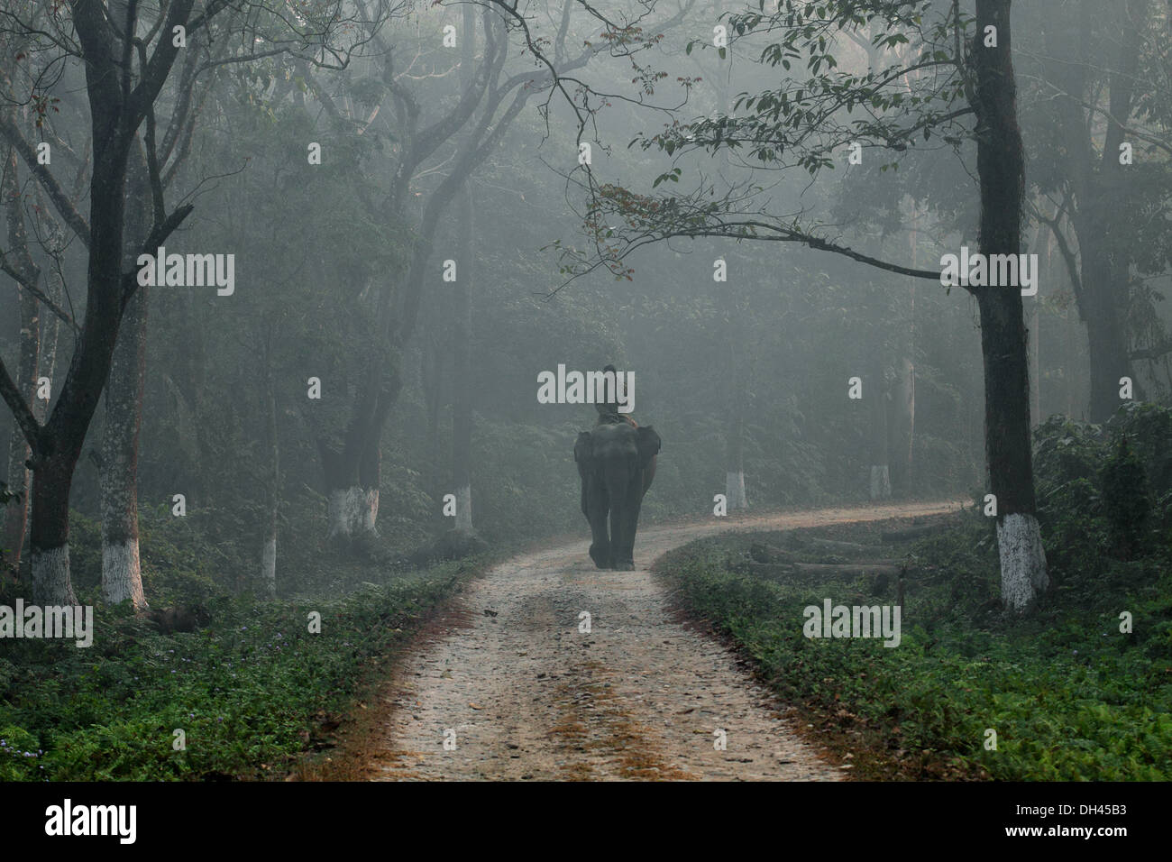 Man sitting on elephant elephants hi-res stock photography and images ...