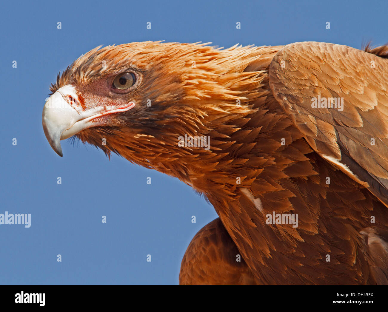 Spectacular close up shot of face of wedge tailed eagle against ...