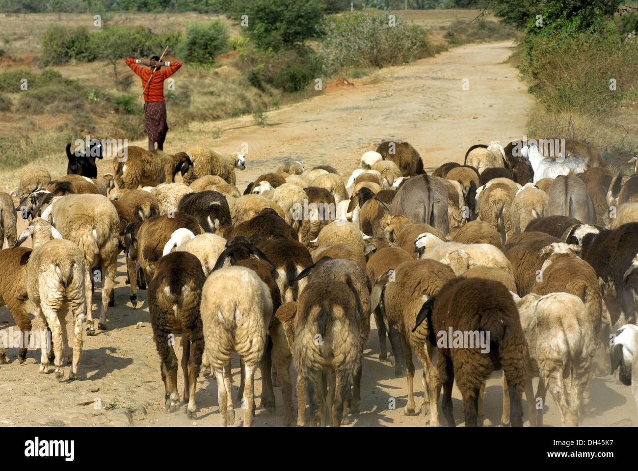 How Does A Shepherd Lead Sheep