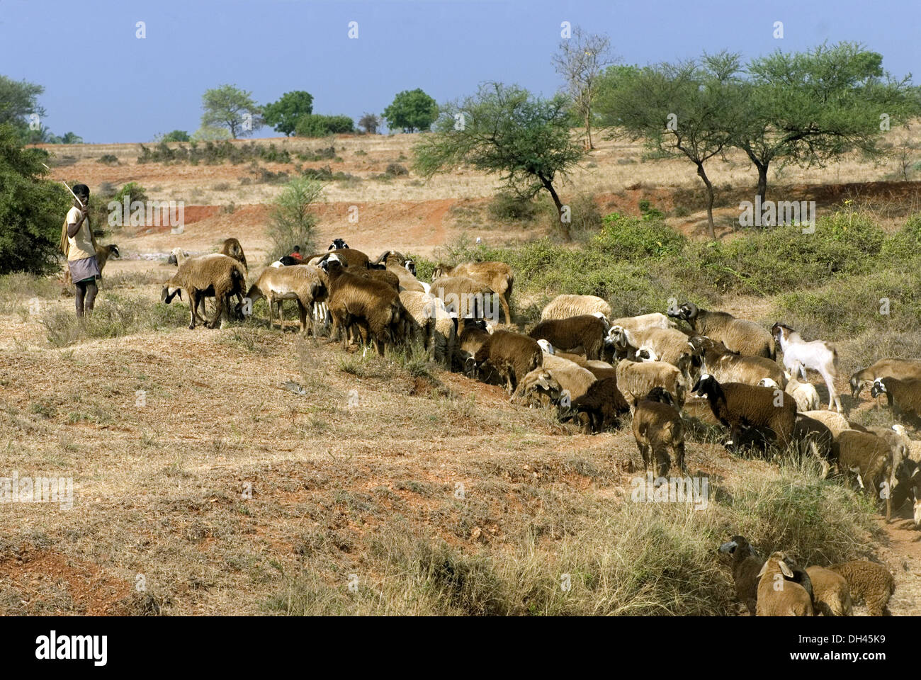South indian sheeps hi-res stock photography and images - Alamy