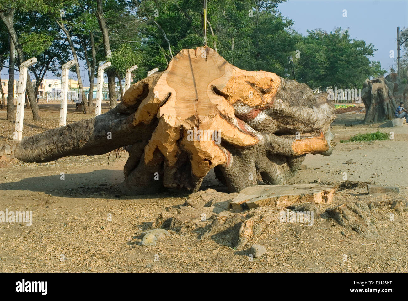 Cut tree stump at Karnataka India Stock Photo - Alamy