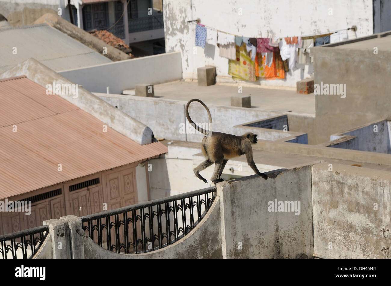 Monkey on top of terrace of village house Gujarat India Stock Photo - Alamy