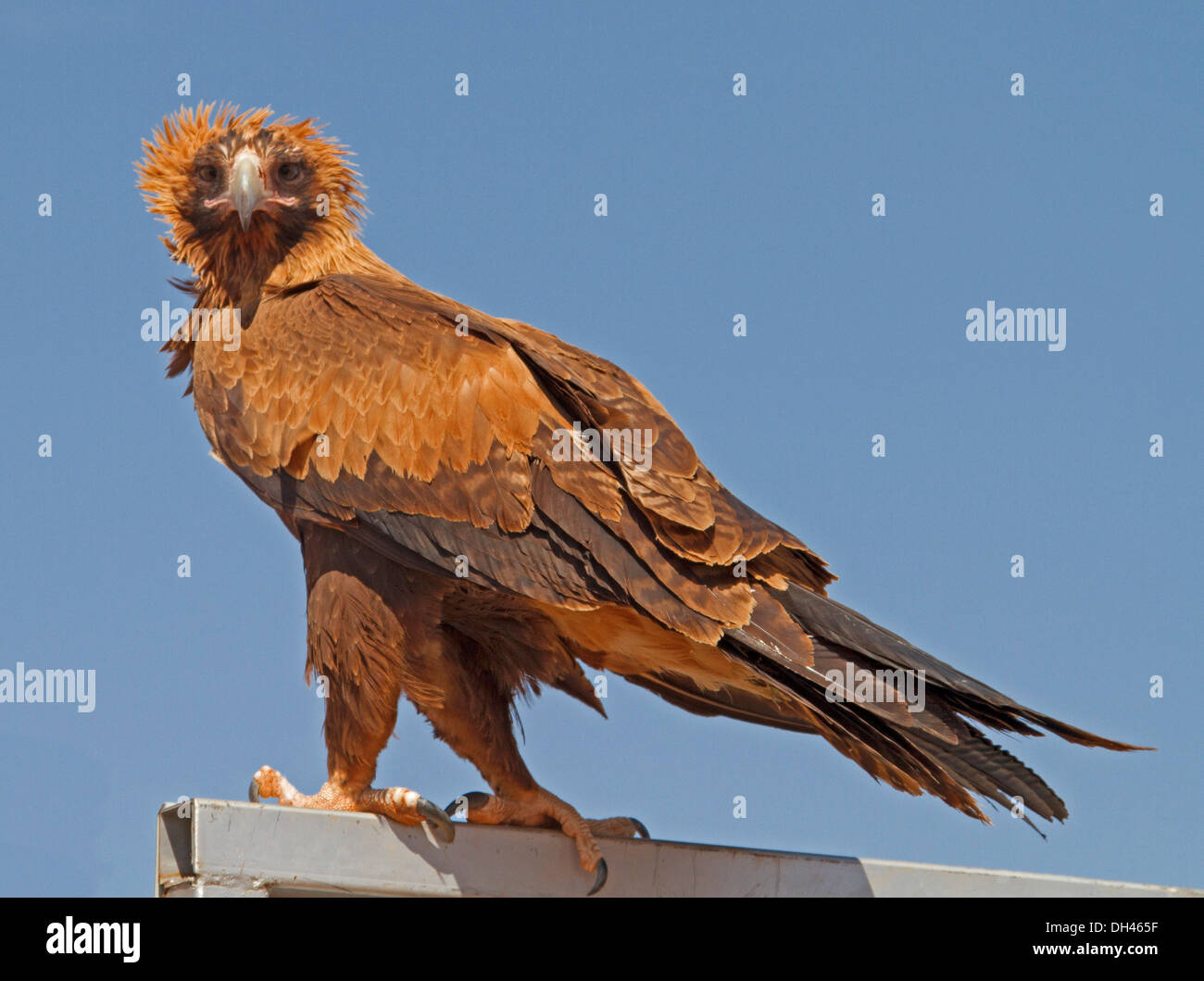 Wedge-tailed eagle, Aquila audax in the wild on railing and against ...
