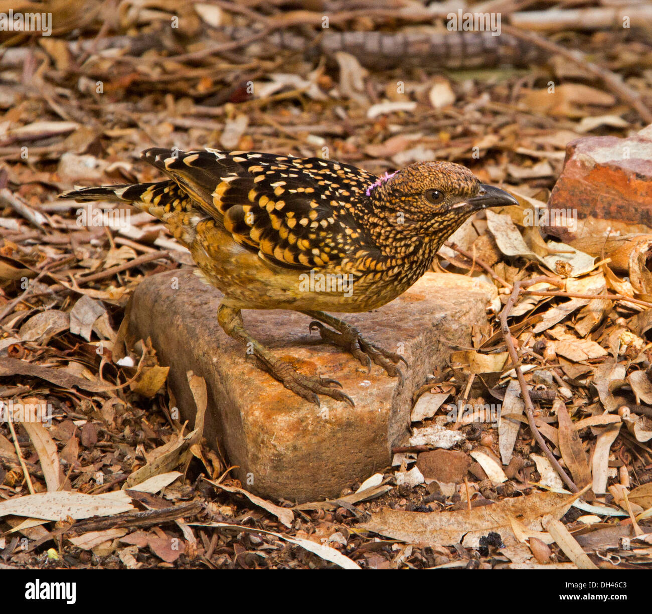 Bower birds hi-res stock photography and images - Alamy