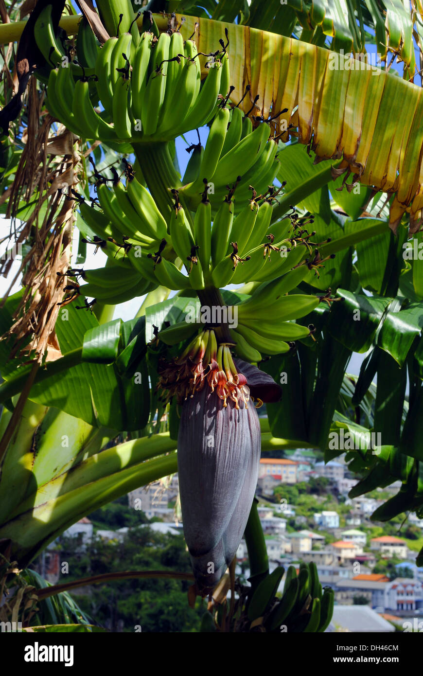 Banana grenada tree hi-res stock photography and images - Alamy