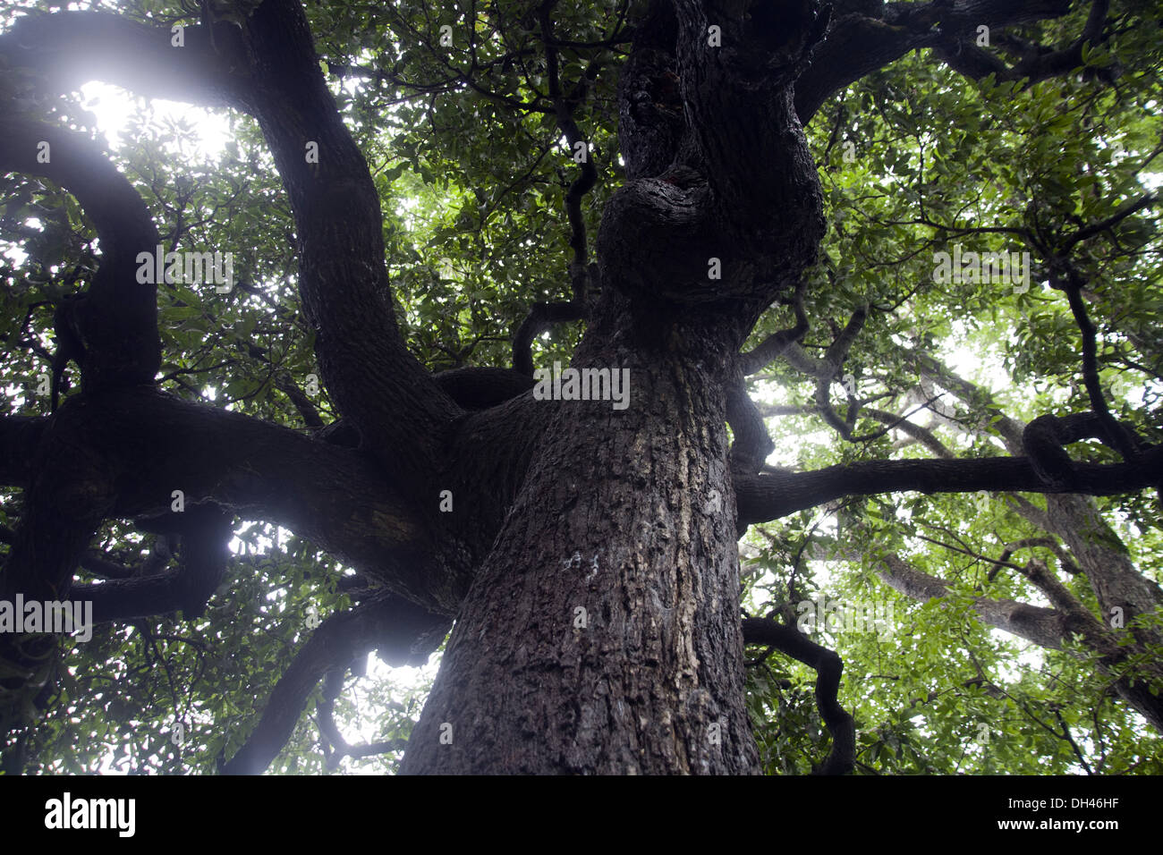 Rain forest of india hi-res stock photography and images - Alamy