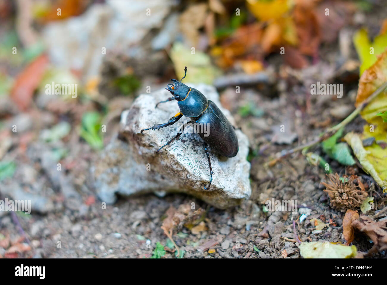 Beetle up close hi-res stock photography and images - Alamy