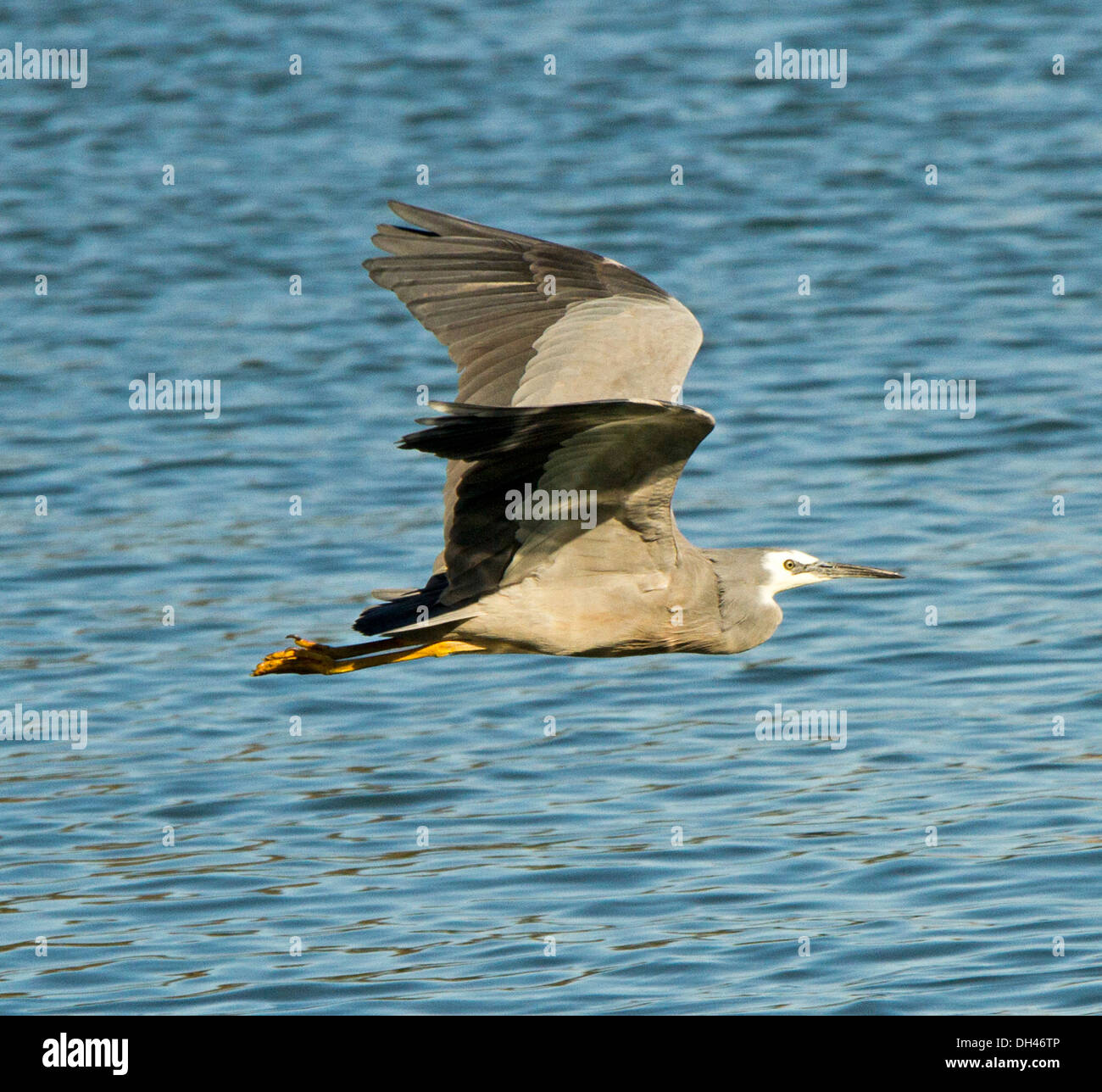 Coastal lagoon bird hi-res stock photography and images - Alamy