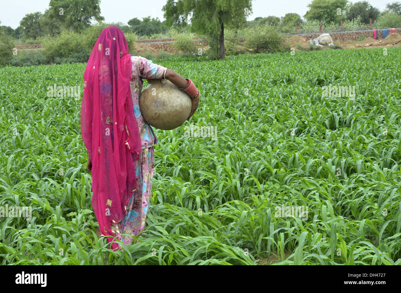 Indian woman carrying water pot earthen pitcher in field Jodhpur ...