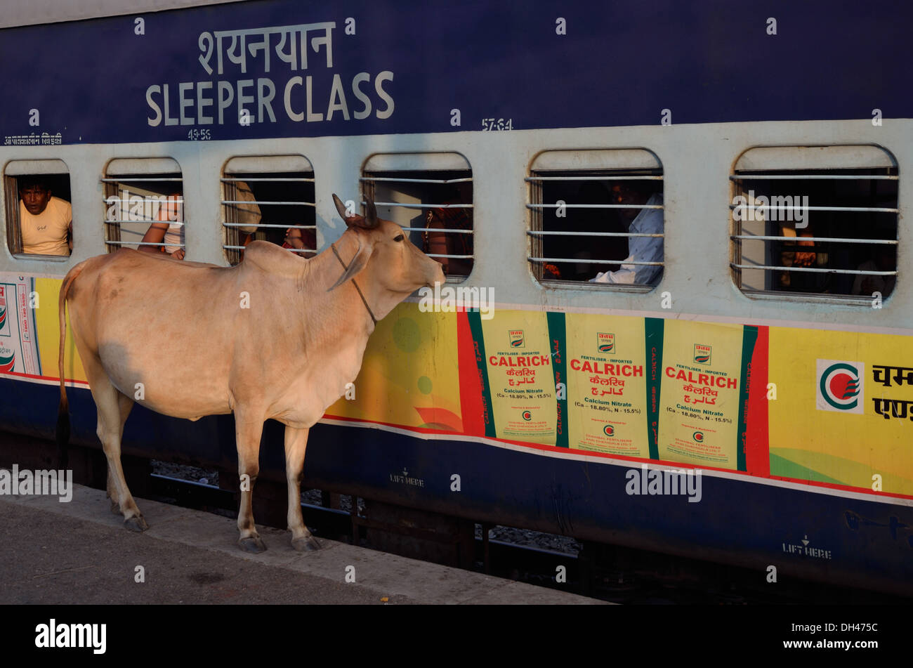 Cow peeping in window of Indian railway sleeper class coach on train ...