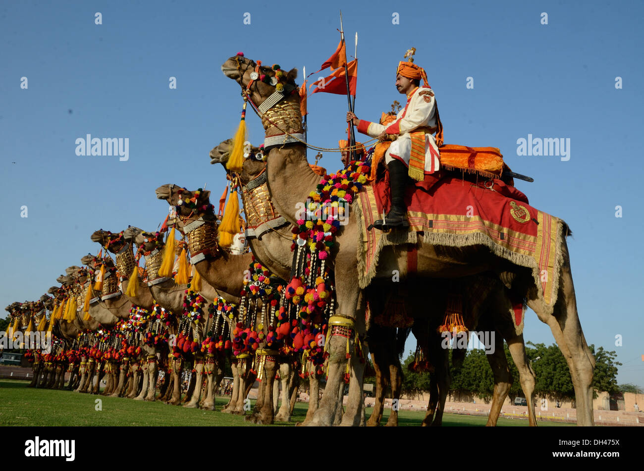 camel show in Marwar Festival Jodhpur Rajasthan India - sar 184194 ...