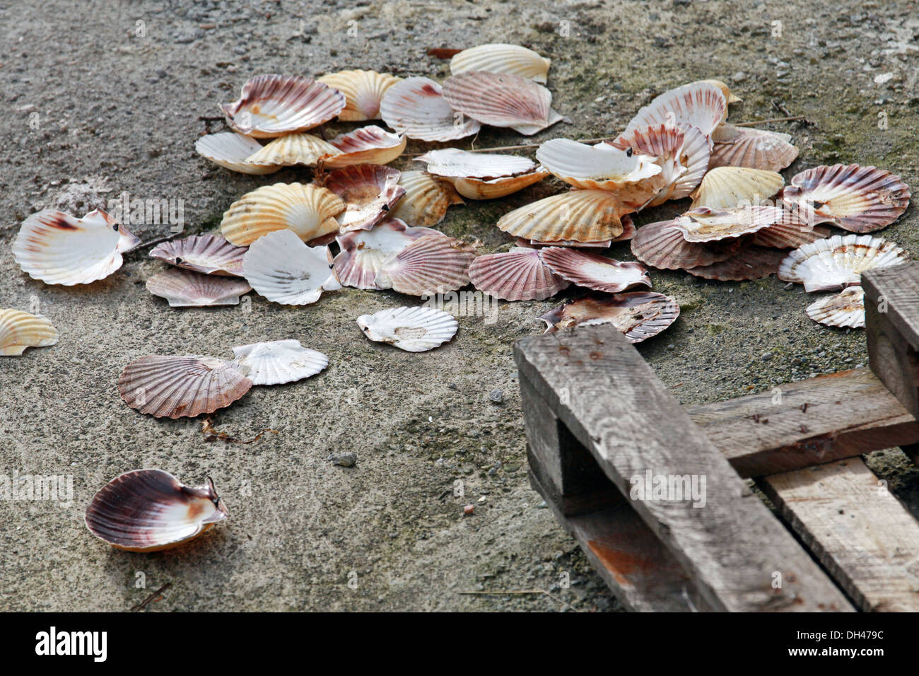 Empty big shells lay on the concrete pier Stock Photo - Alamy