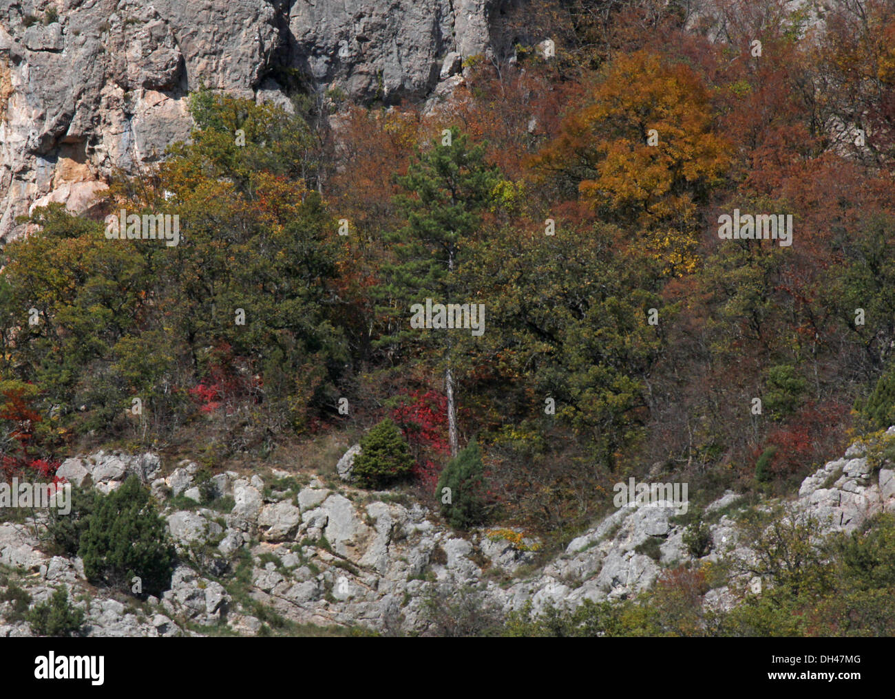 Crimean forest hi-res stock photography and images - Alamy