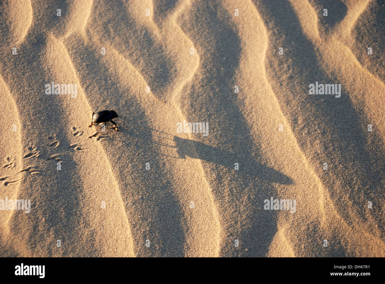 Indian beetle hi-res stock photography and images - Alamy