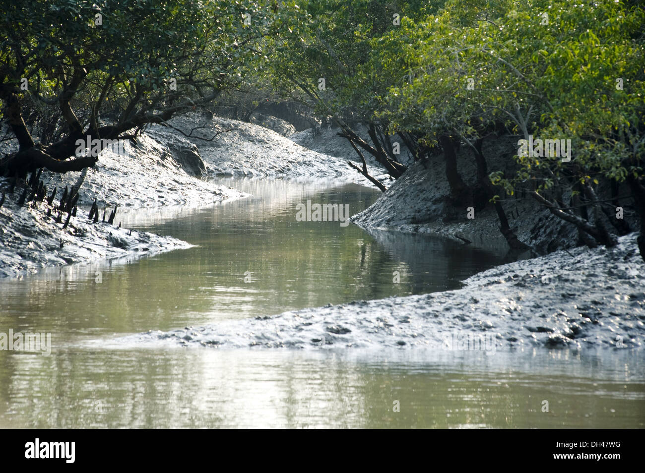 Sundarbans mangroves forest at west bengal India Stock Photo - Alamy