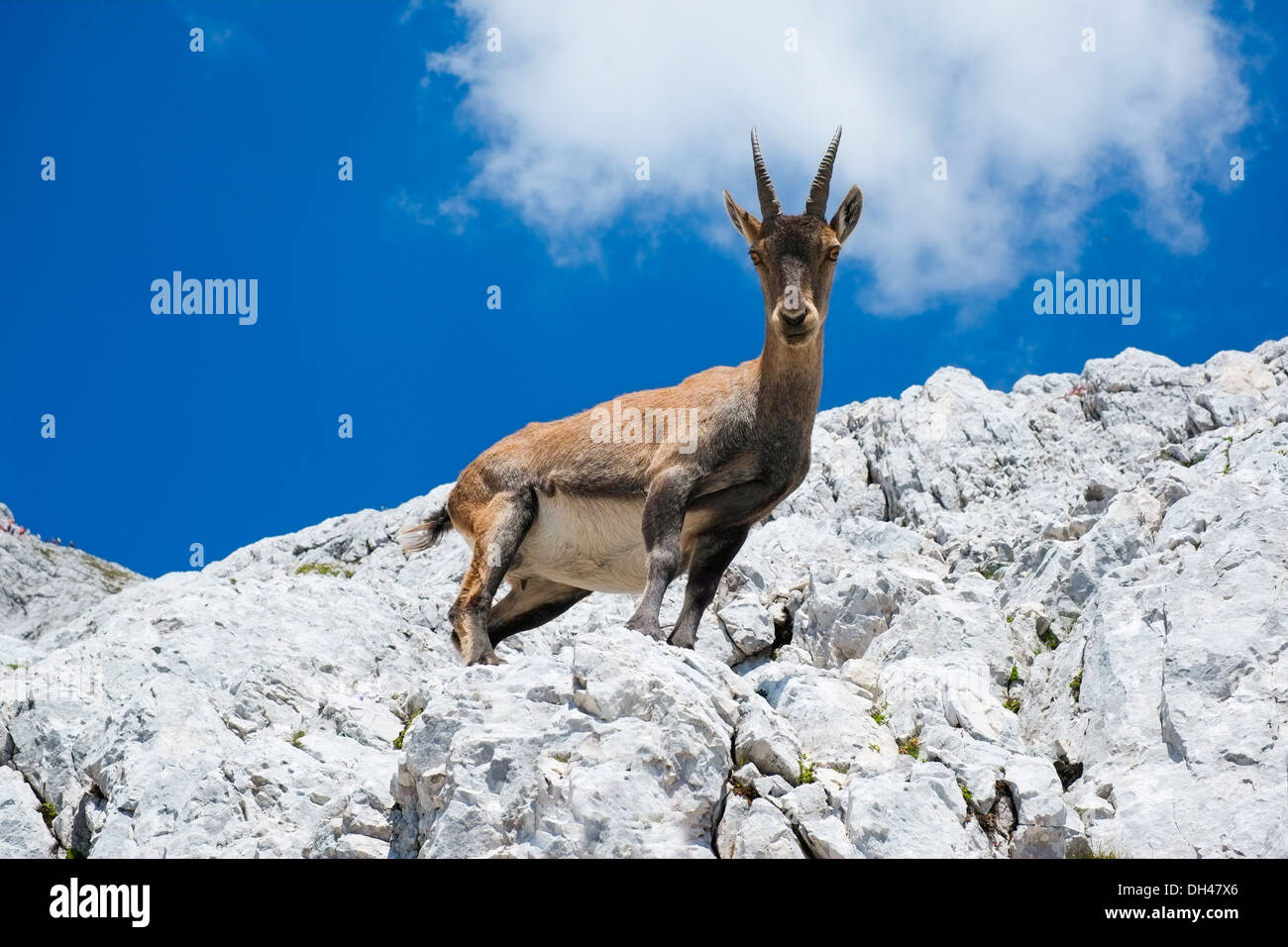 Steinbock Close Up High Resolution Stock Photography and Images - Alamy
