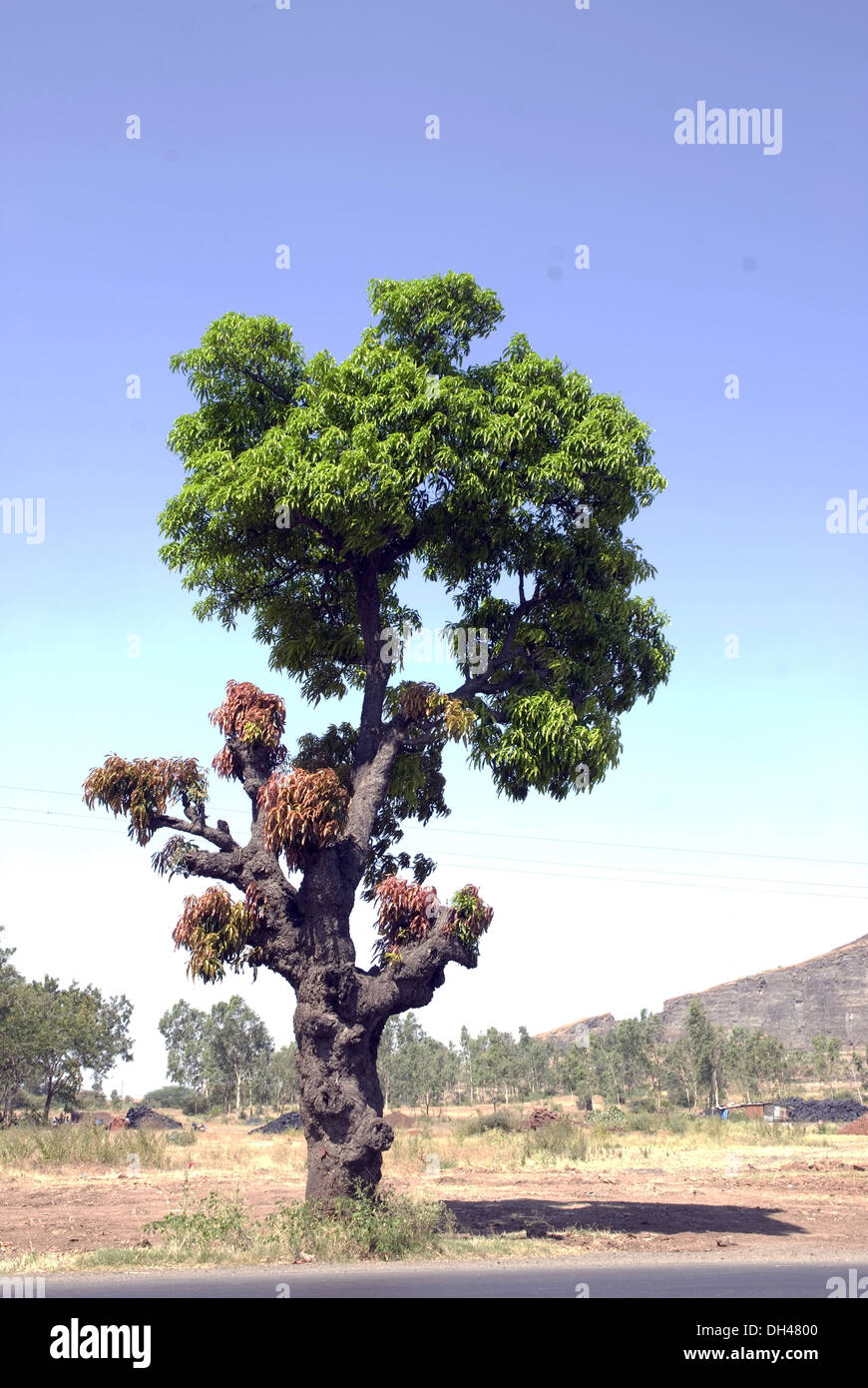 Mango tree , Mangifera indica , Nashik , Maharashtra , India , asia ...