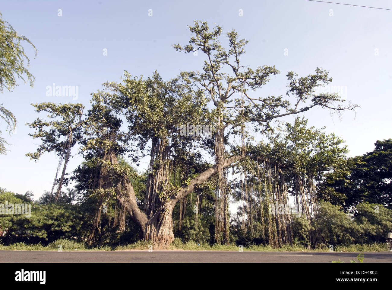 Banyan tree , Banian trees , Nashik , Maharashtra , India , Asia Stock ...