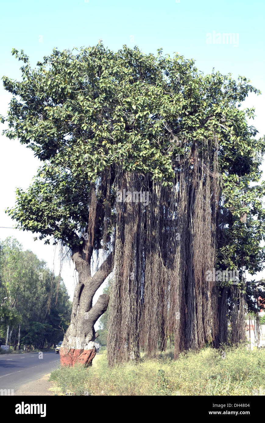Banyan tree , Banian trees , Nashik , Maharashtra , India , Asia Stock ...