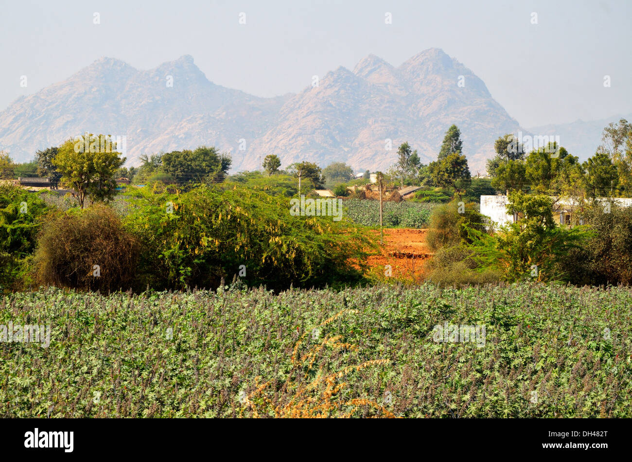 Scenic landscape green fields trees mountain Jodhpur Rajasthan India ...